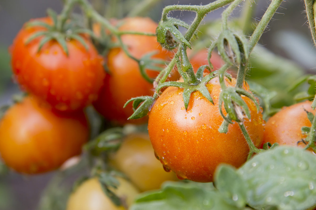 Classic Tomato Plants, Globe, Slicers, Canners, Better Bush, Non-GMO ...