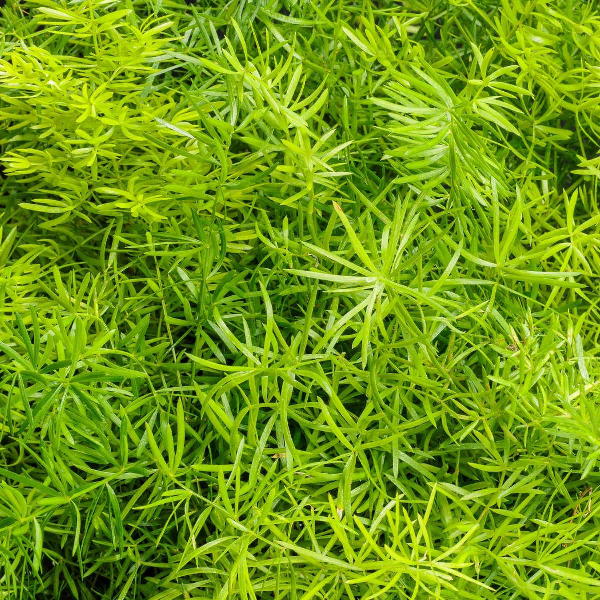 Asparagus Fern | Two Live Plants | Non-GMO | Lush Green Foliage, Hardy ...