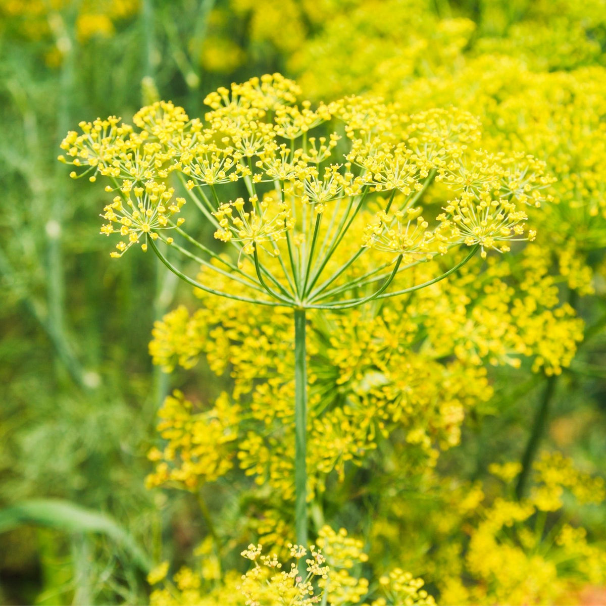Bouquet Dill Herb | Two Live Plants | Non-GMO | Heirloom | Fast Growin ...