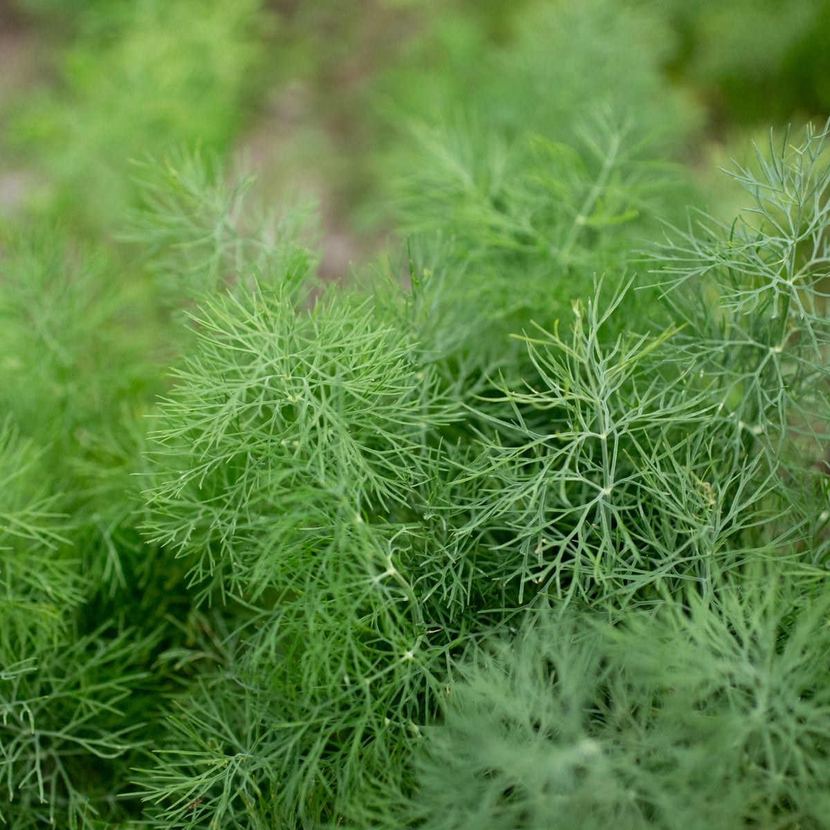 Fernleaf Dill Herb | Two Live Plants | Non-GMO | Heirloom | Compact, F ...