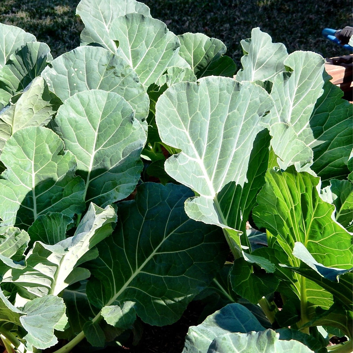 Georgia Collard Greens | Two Live Plants | Non-GMO | Heirloom | Heat T ...