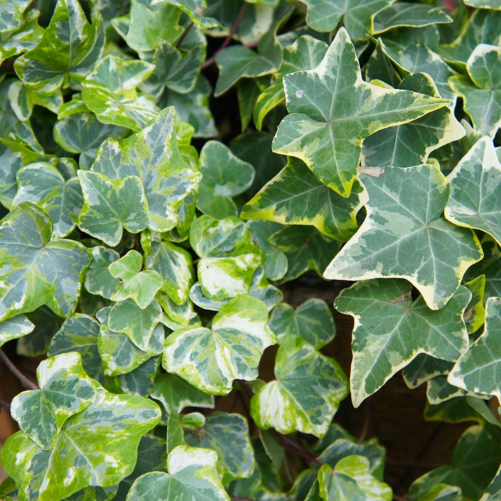 Glacier English Ivy | Two Live Plants | Non-GMO | Variegated, Trailing ...