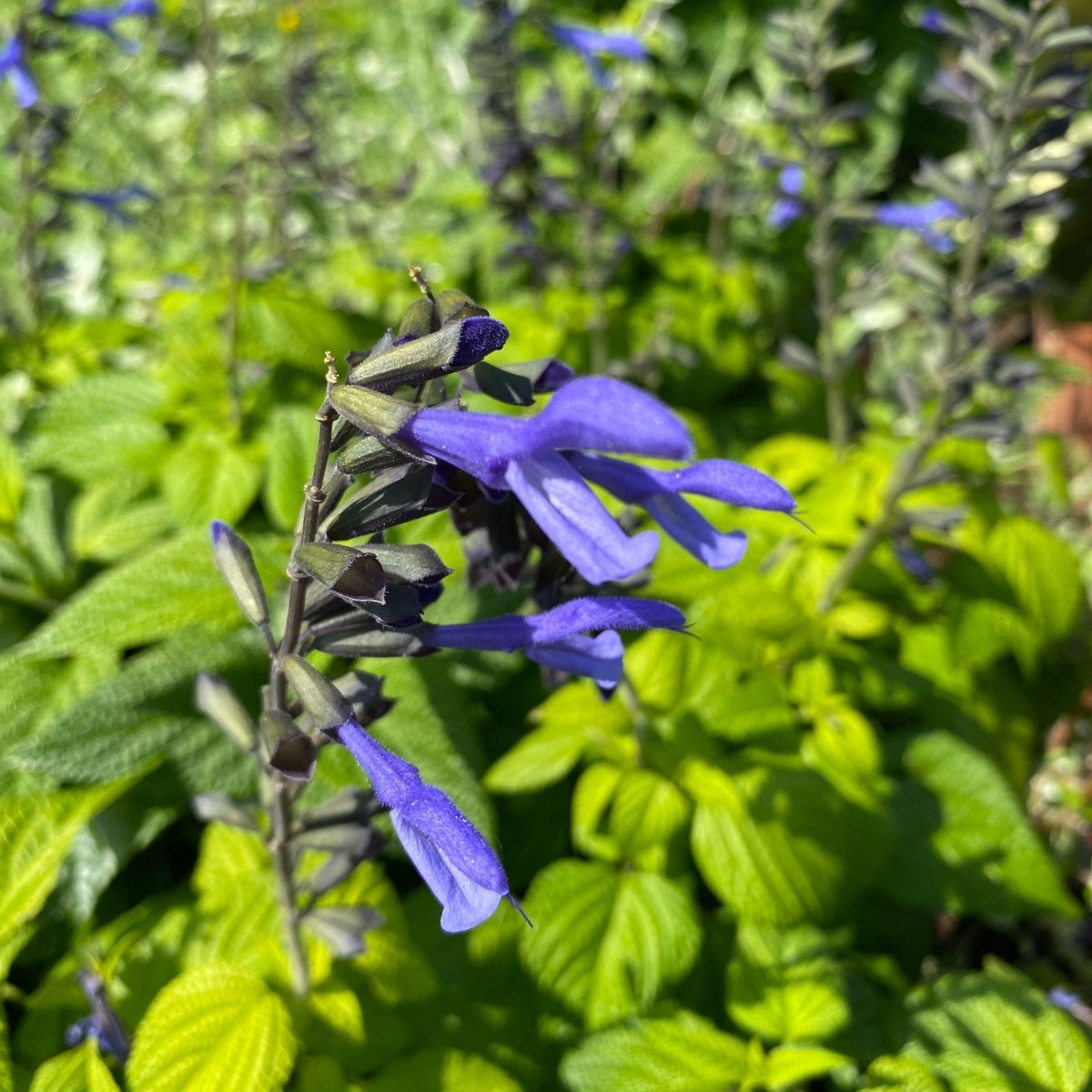 Black and Bloom Salvia | Two Live Plants | Non-GMO | Pollinator Magnet ...