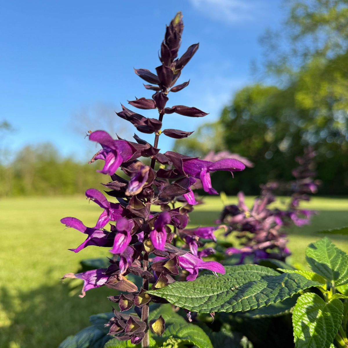 Purple and Bloom Salvia | Two Live Plants | Non-GMO | Pollinator Magne ...