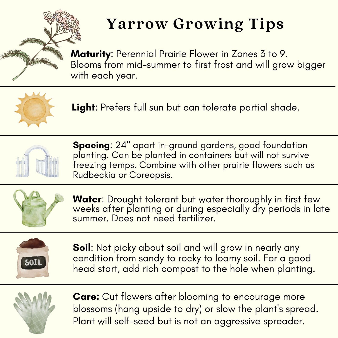 Yarrow "Cerise Queen" (Achillea) Plants | Two Live Plants | Non-GMO, H ...