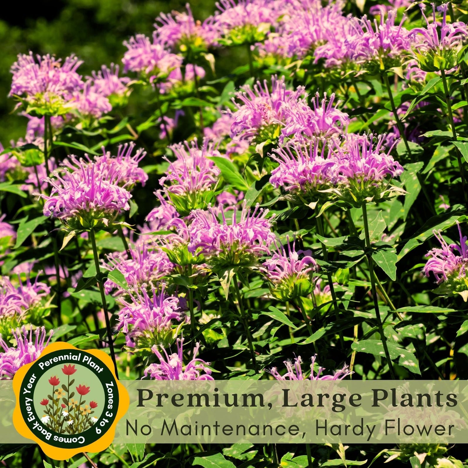 Bee Balm "Balmy Lilac" (Monarda) | Two Live Plants | Non-GMO, Hardy Fl ...