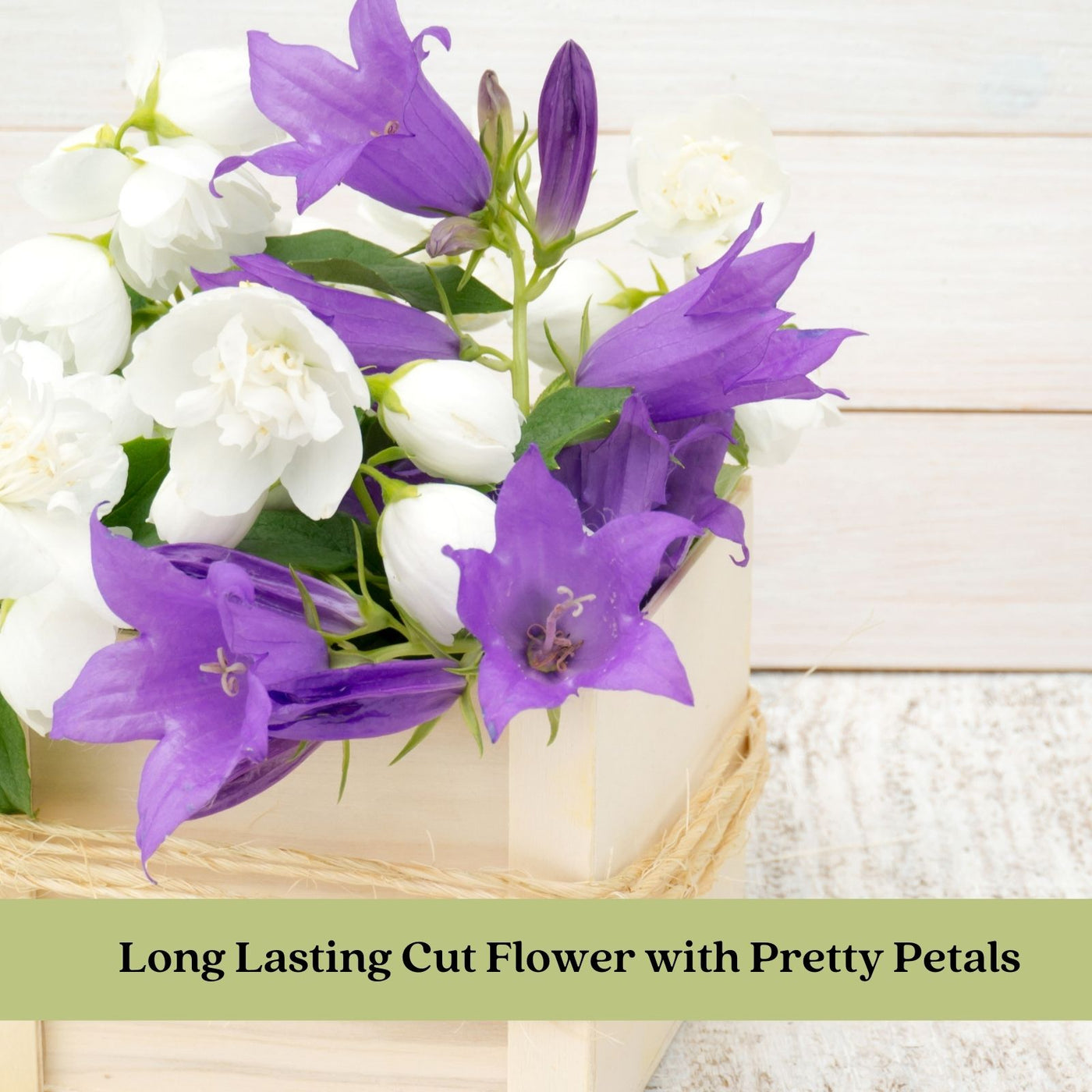 Campanula (Bellflower) Rapido Blue | Two Live Perennial Plants | Non-G ...