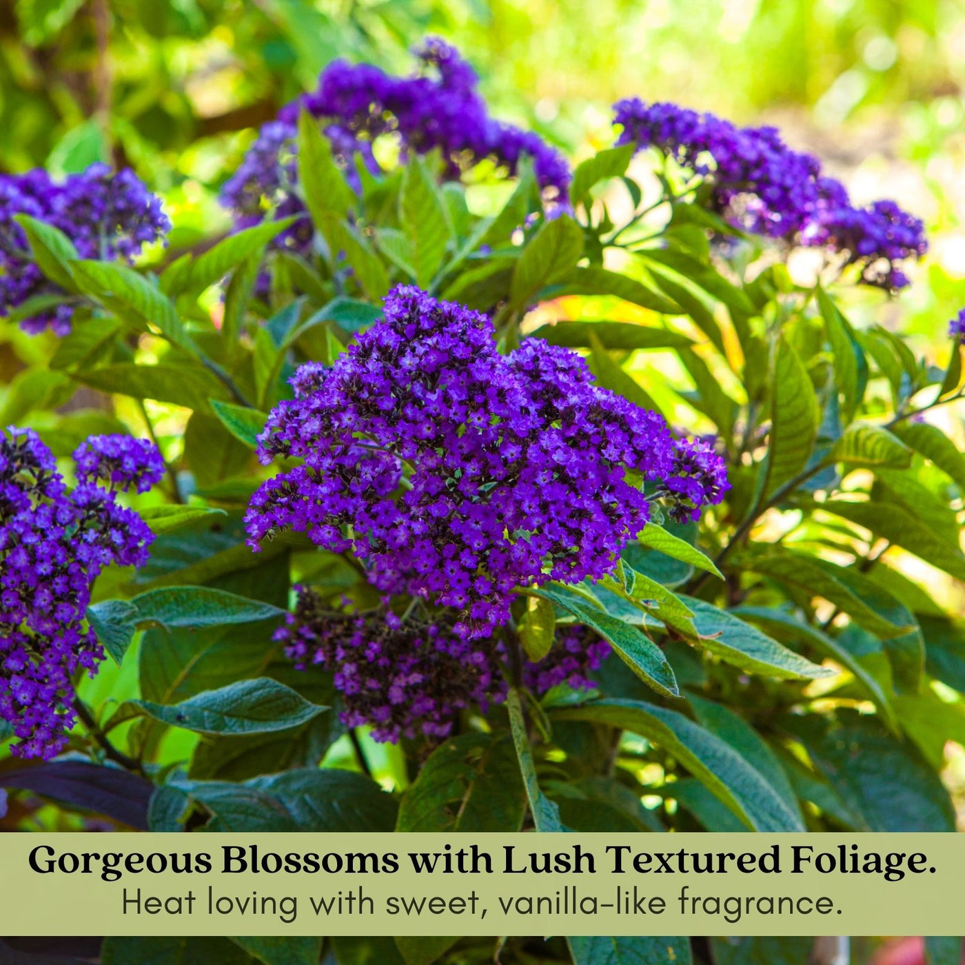 Heliotrope | Two Live Plants | Non-GMO | Pollinator Friendly | Fragran ...