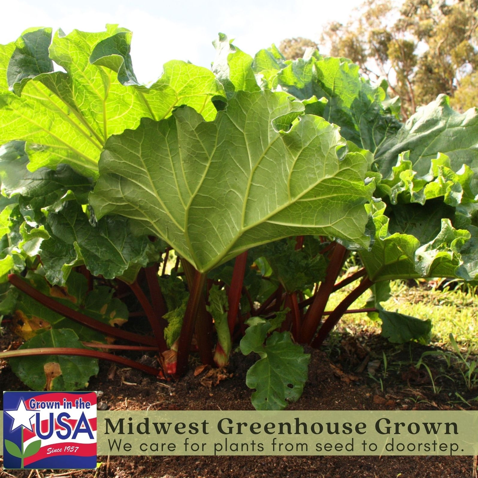 Victoria Rhubarb | Two Live Plants | Non-GMO | Perennial | Edible Heir ...