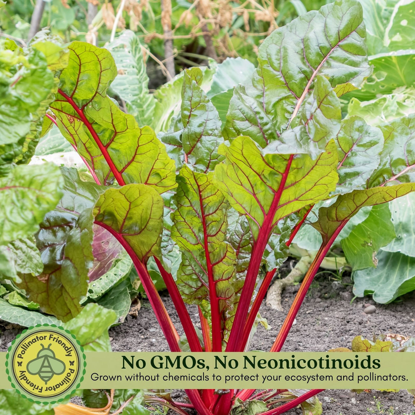 Victoria Rhubarb | Two Live Plants | Non-GMO | Perennial | Edible Heir ...