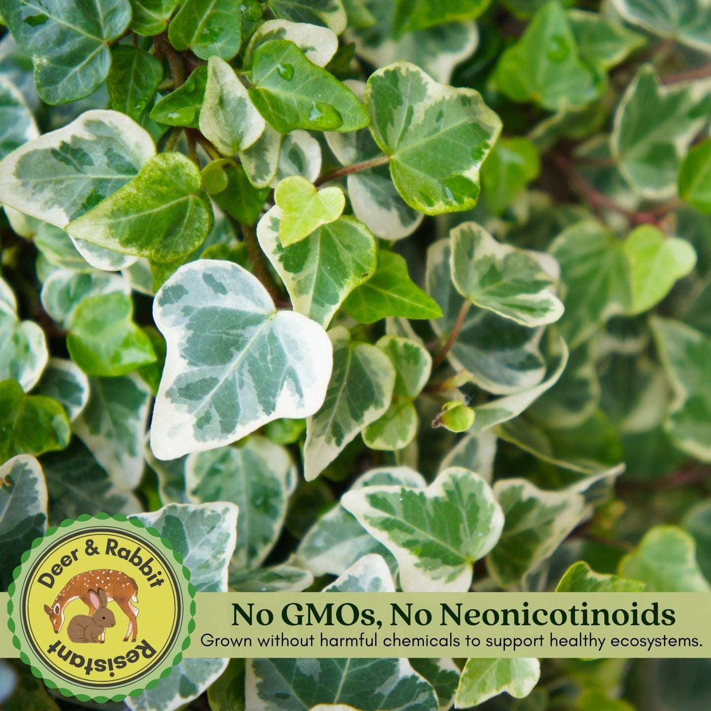 Glacier English Ivy | Two Live Plants | Non-GMO | Variegated, Trailing ...