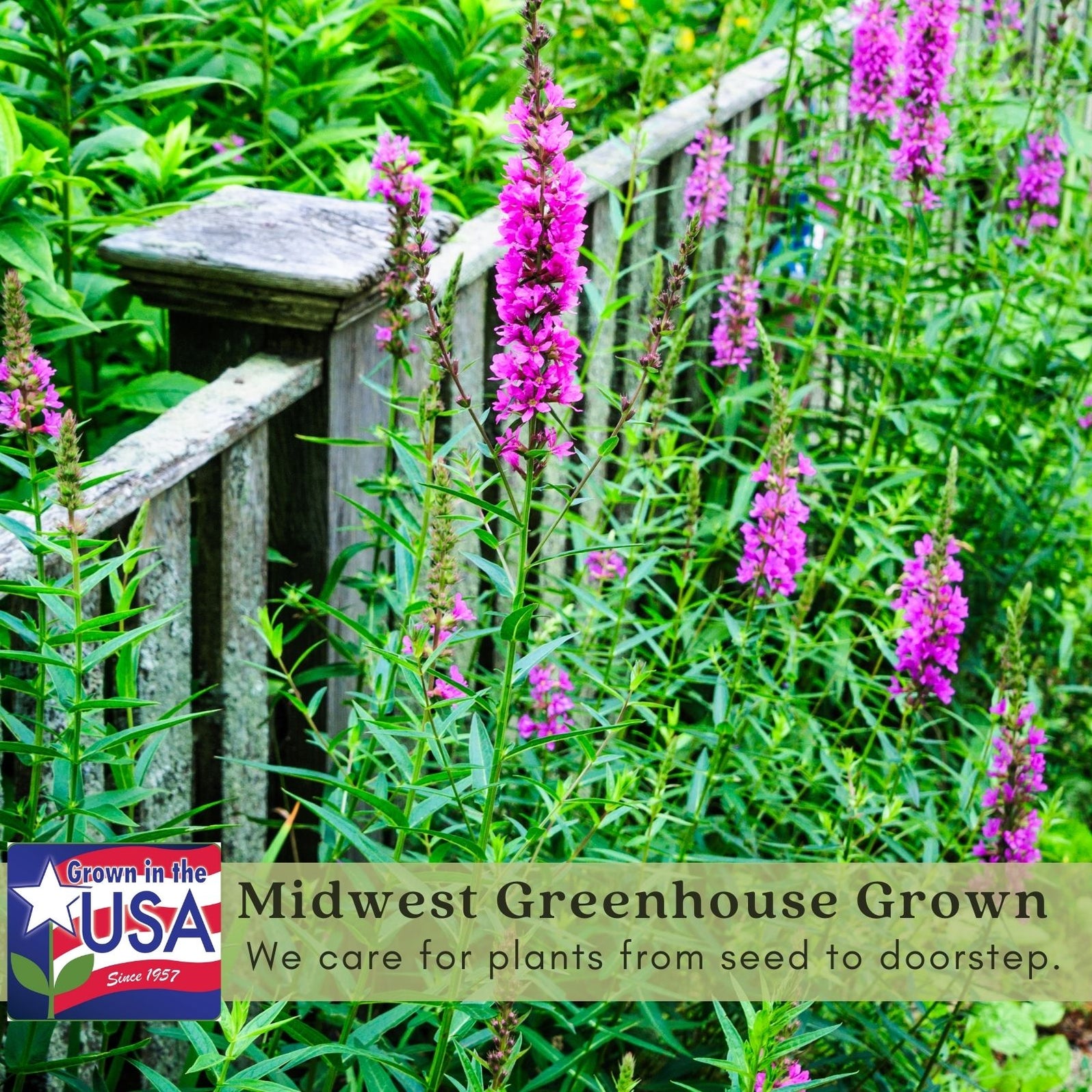 Veronica “Giles Van Hees” (Speedwell) | Two Live Perennial Plants | No ...