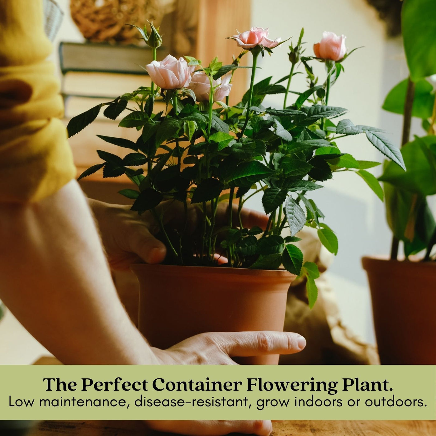 Kordana Pink Mini Rose | Two Live Plants | Non-GMO, Perennial Zone 5 ...