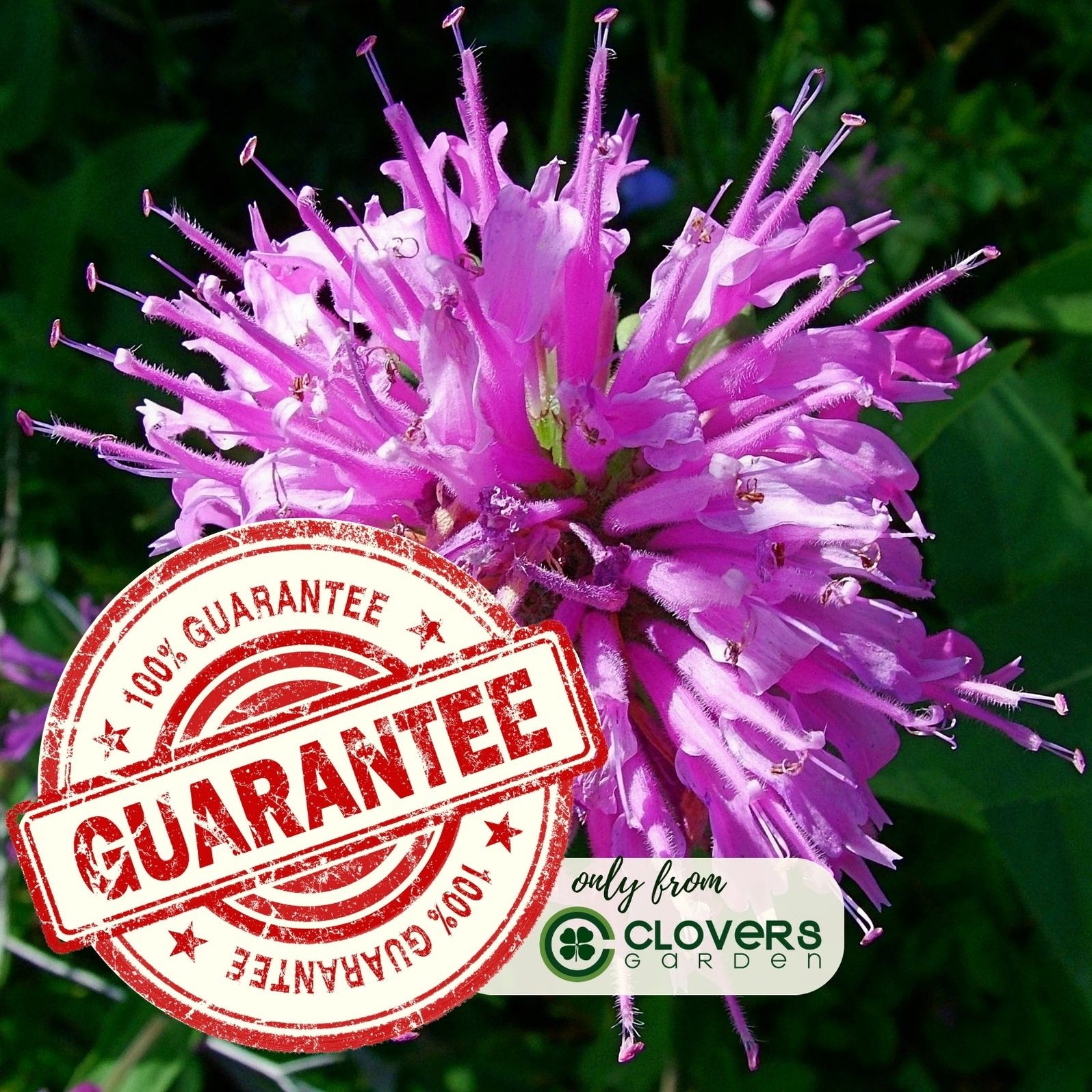 Bee Balm "Balmy Lilac" (Monarda) | Two Live Plants | Non-GMO, Hardy Fl ...