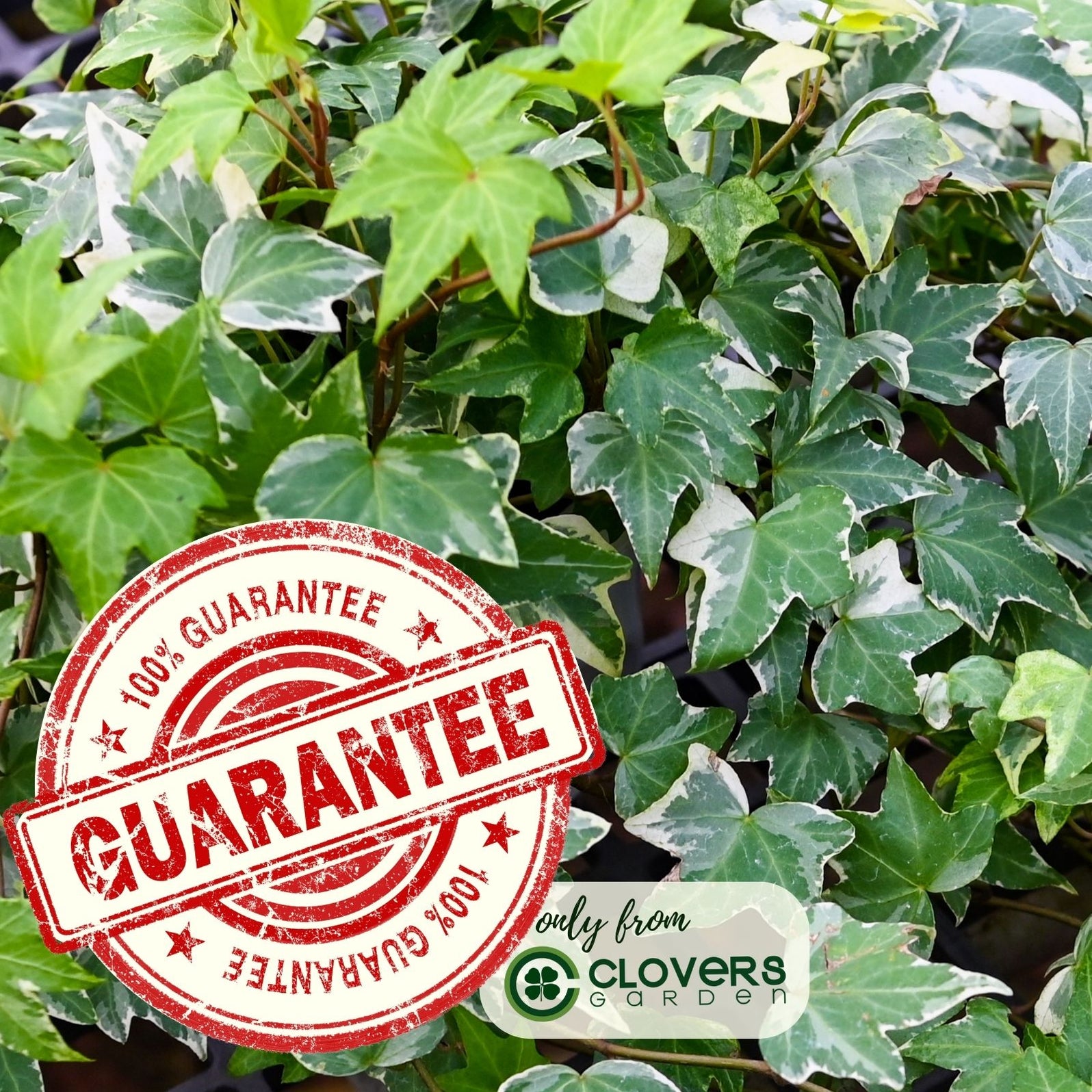 Glacier English Ivy | Two Live Plants | Non-GMO | Variegated, Trailing ...