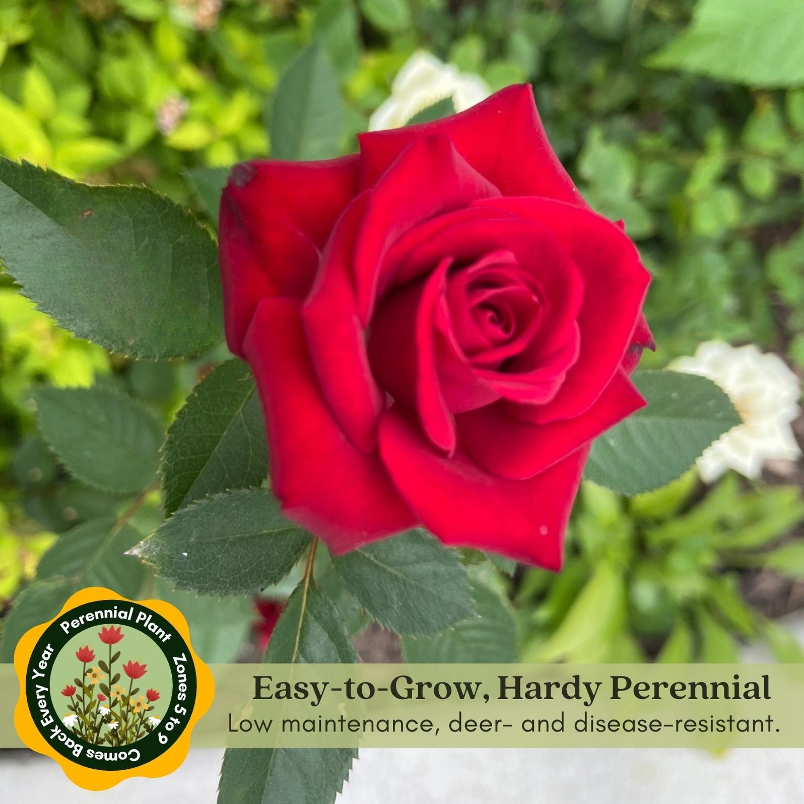 Kordana Red Mini Rose | Two Live Plants | Non-GMO, Perennial Zone 5, L ...