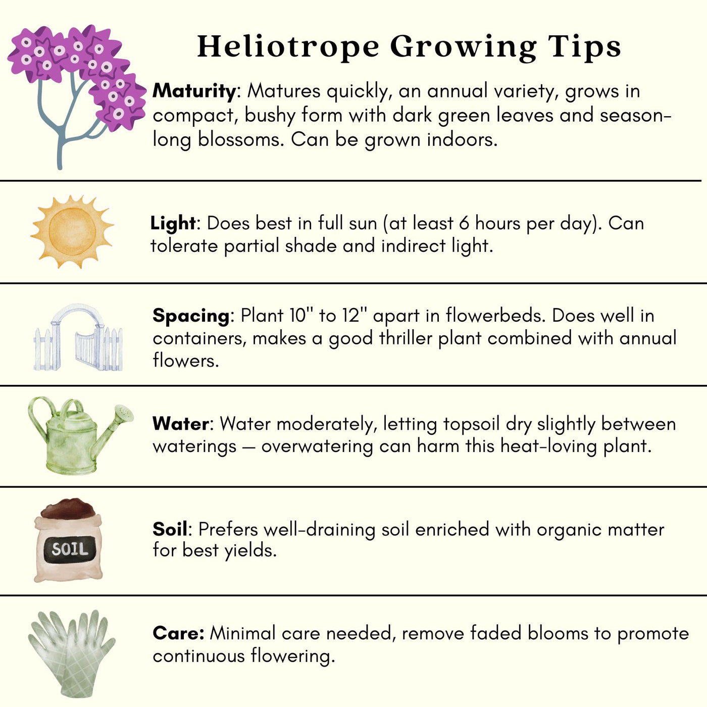 Heliotrope | Two Live Plants | Non-GMO | Pollinator Friendly | Fragran ...