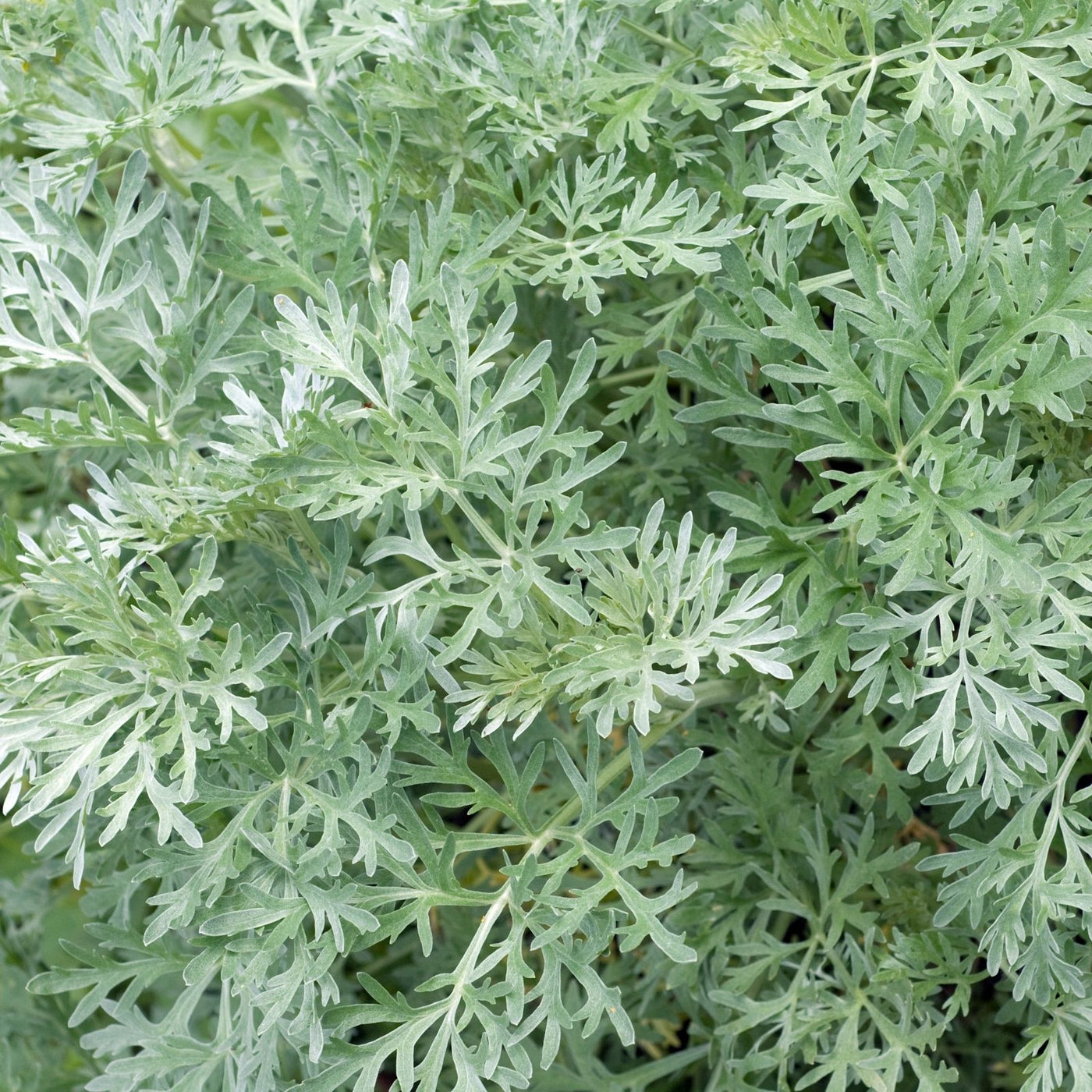 Artemisia Silver Mound | Two Live Perennial Plants | Non-GMO, Perfect ...