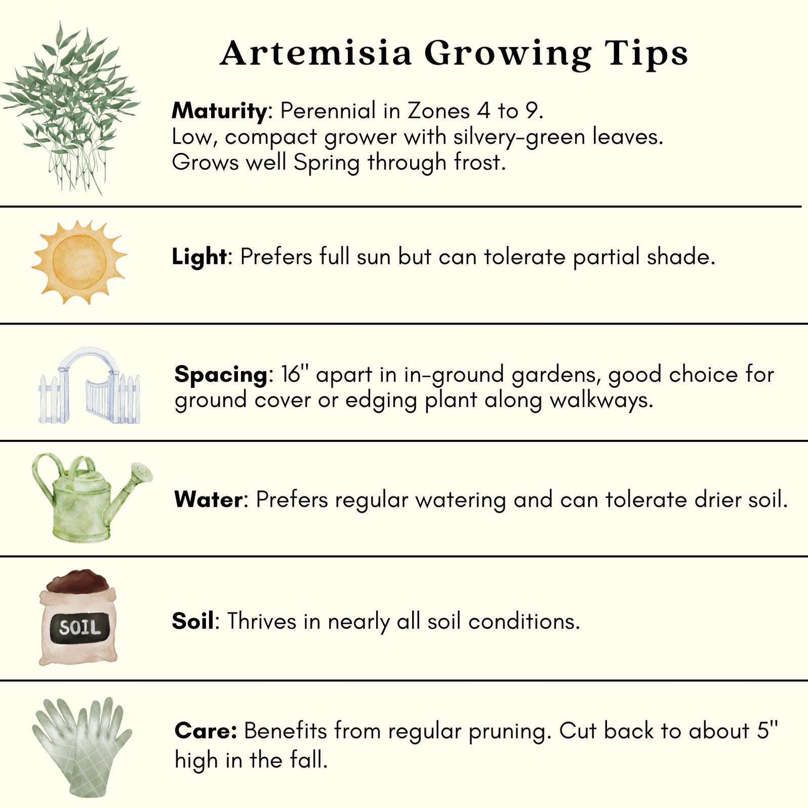 Artemisia Silver Mound | Two Live Perennial Plants | Non-GMO, Perfect ...