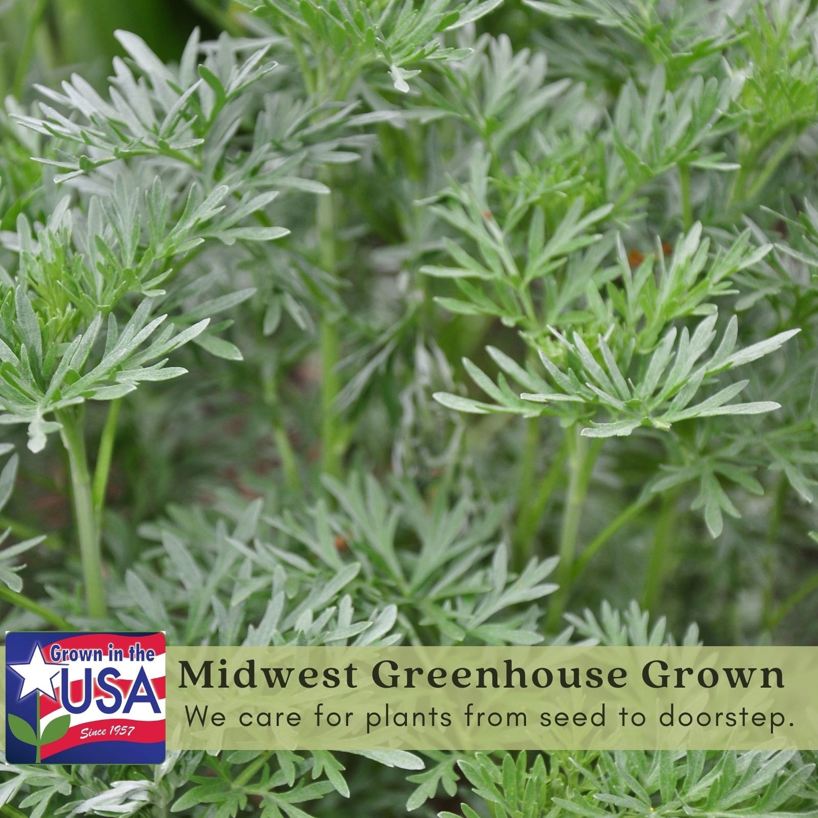 Artemisia Silver Mound | Two Live Perennial Plants | Non-GMO, Perfect ...