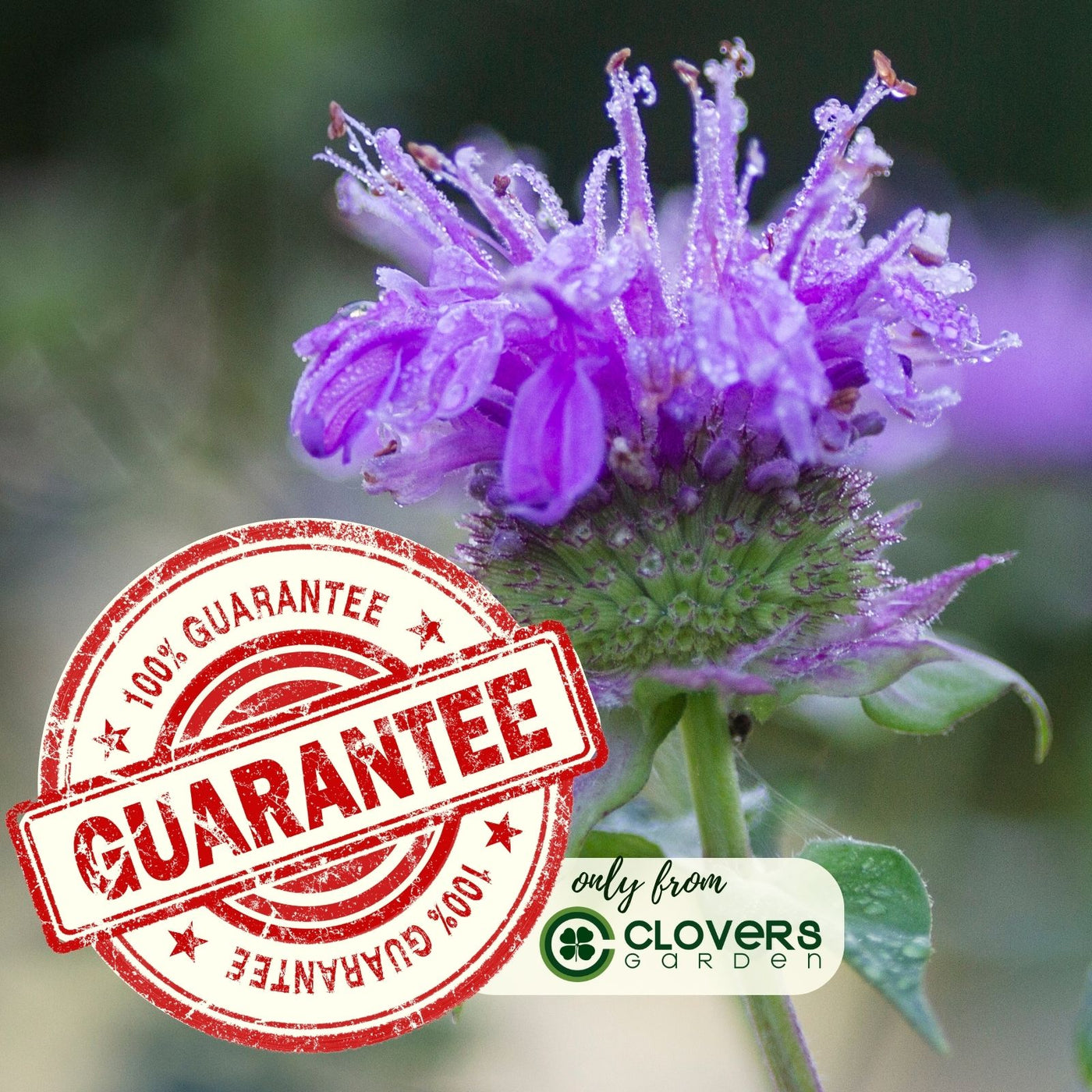 Bee Balm "Balmy Purple" (Monarda) | Two Live Plants | Non-GMO, Hardy F ...