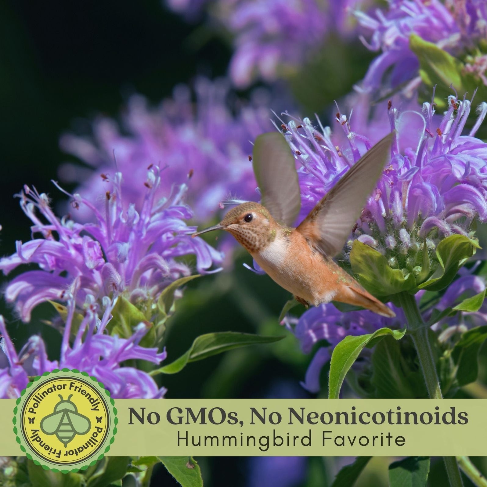 Bee Balm "Balmy Purple" (Monarda) | Two Live Plants | Non-GMO, Hardy F ...