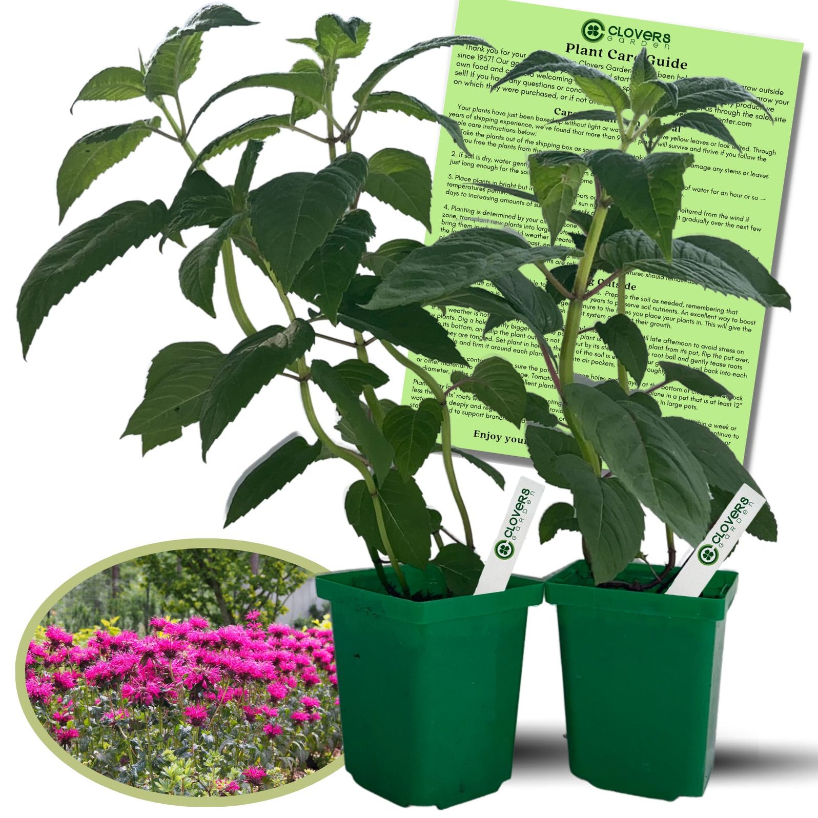 Bee Balm "Balmy Pink" (Monarda) | Two Live Plants | Non-GMO, Hardy Flo ...