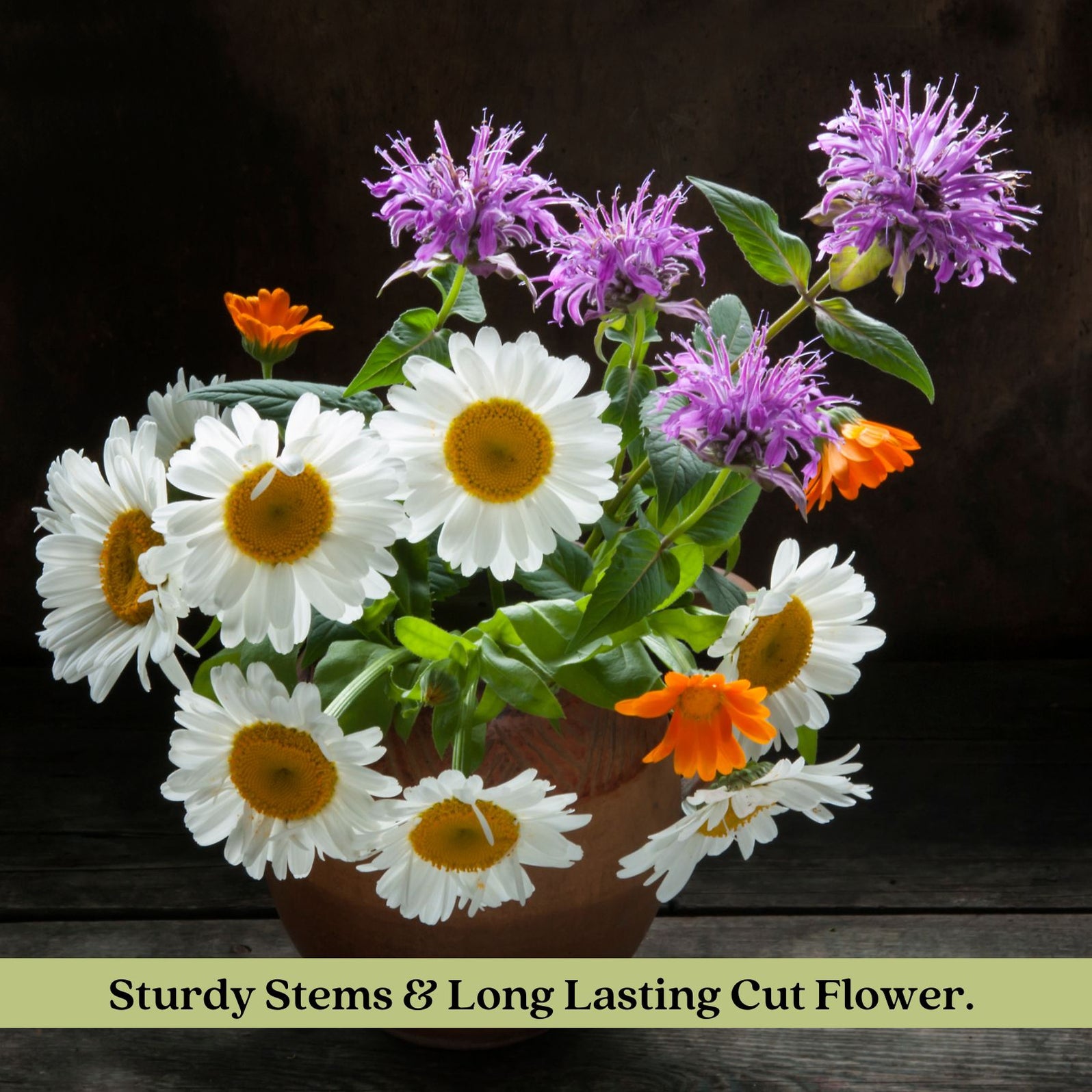 Bee Balm "Balmy Purple" (Monarda) | Two Live Plants | Non-GMO, Hardy F ...