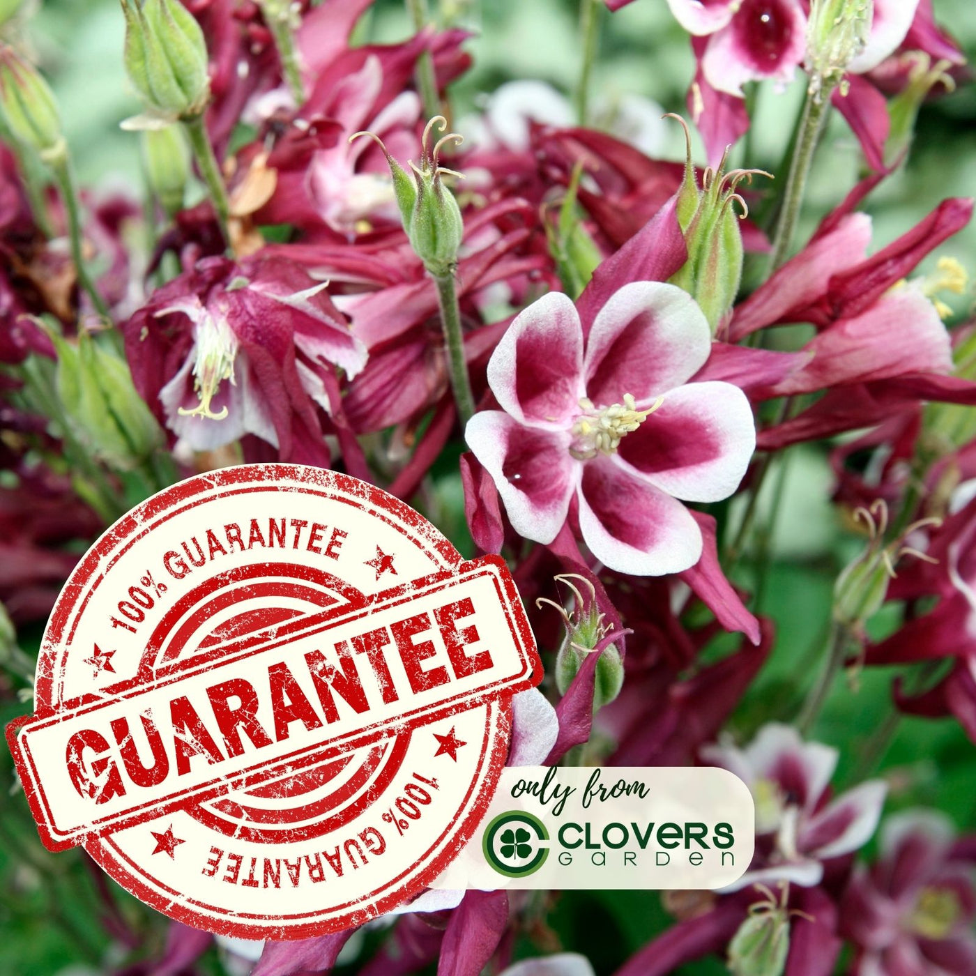 Columbine Earlybird Mix (Aquilegia) | Two Live Plants | Non-GMO, Hardy ...