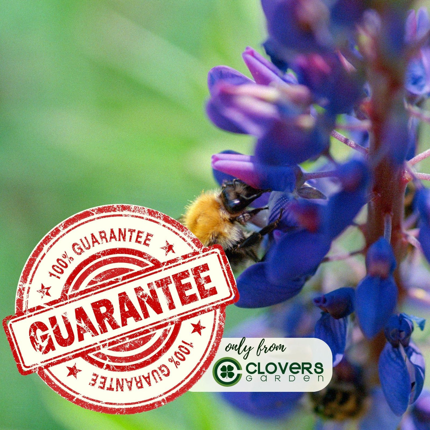 Delphinium Black Knight (Larkspur) | Two Live Perennial Plants | Non-G ...