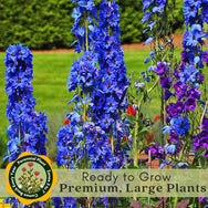 Delphinium Blue Mirror (Larkspur) | Two Live Perennial Plants | Non-GM ...