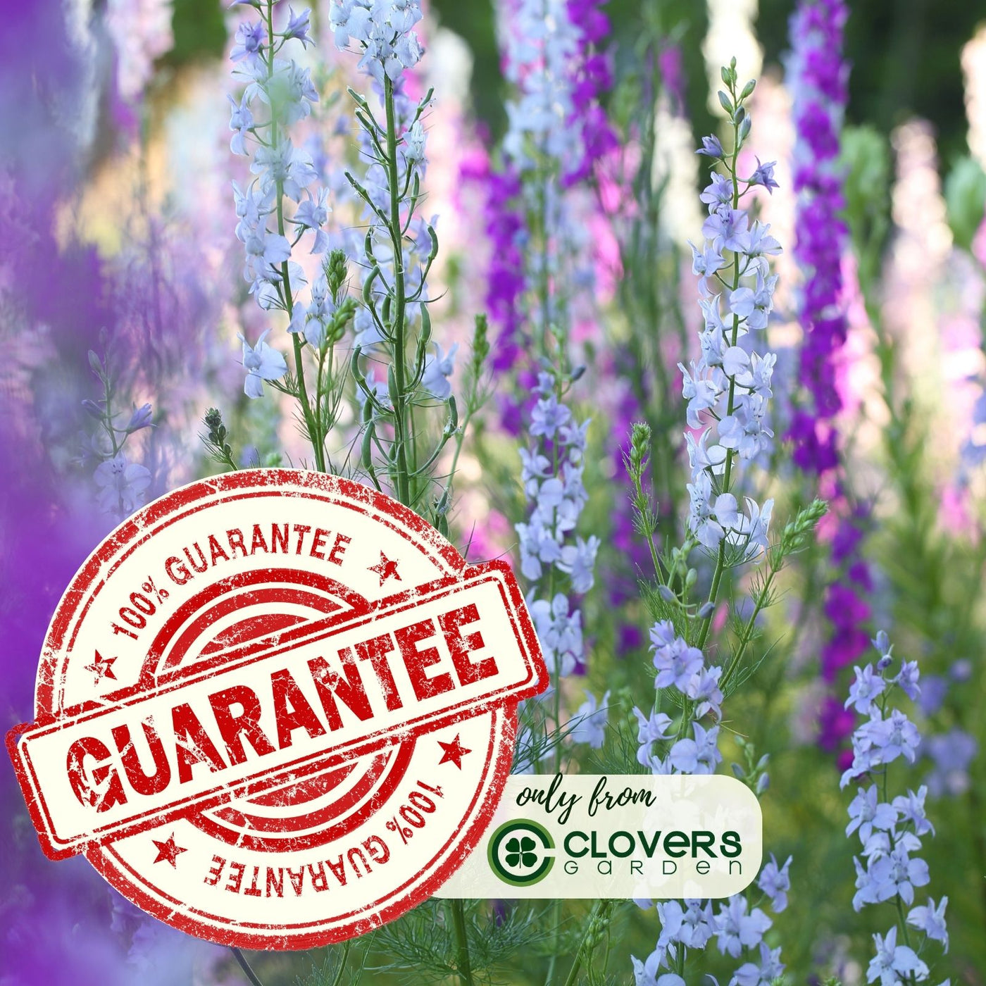 Delphinium Magic Fountains (Larkspur) | Two Live Perennial Plants | No ...