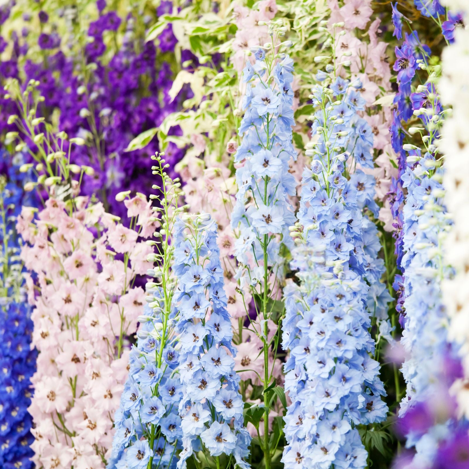 Delphinium Magic Fountains (Larkspur) | Two Live Perennial Plants | No ...