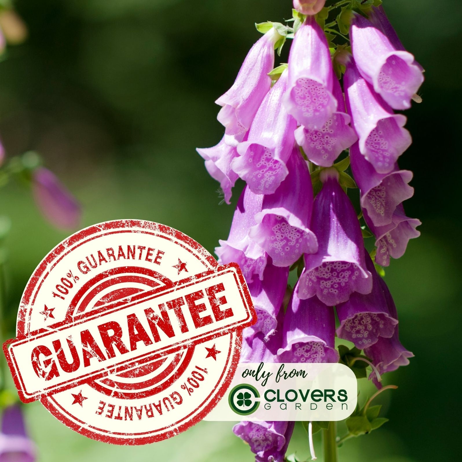 Foxglove (Digitalis purpurea) Camelot Mix | Two Live Perennial Plants ...