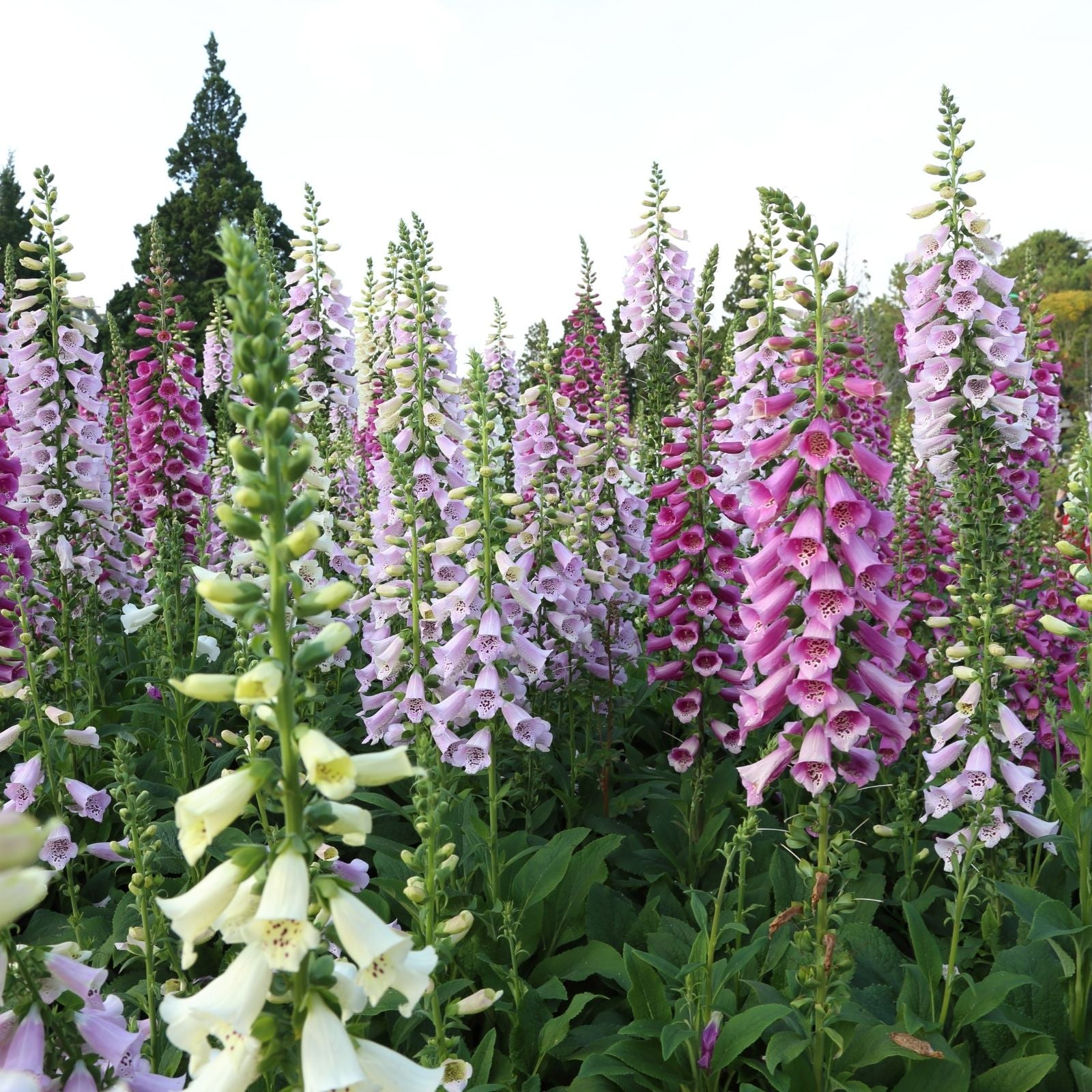 Foxglove (Digitalis purpurea) Camelot Mix | Two Live Perennial Plants ...