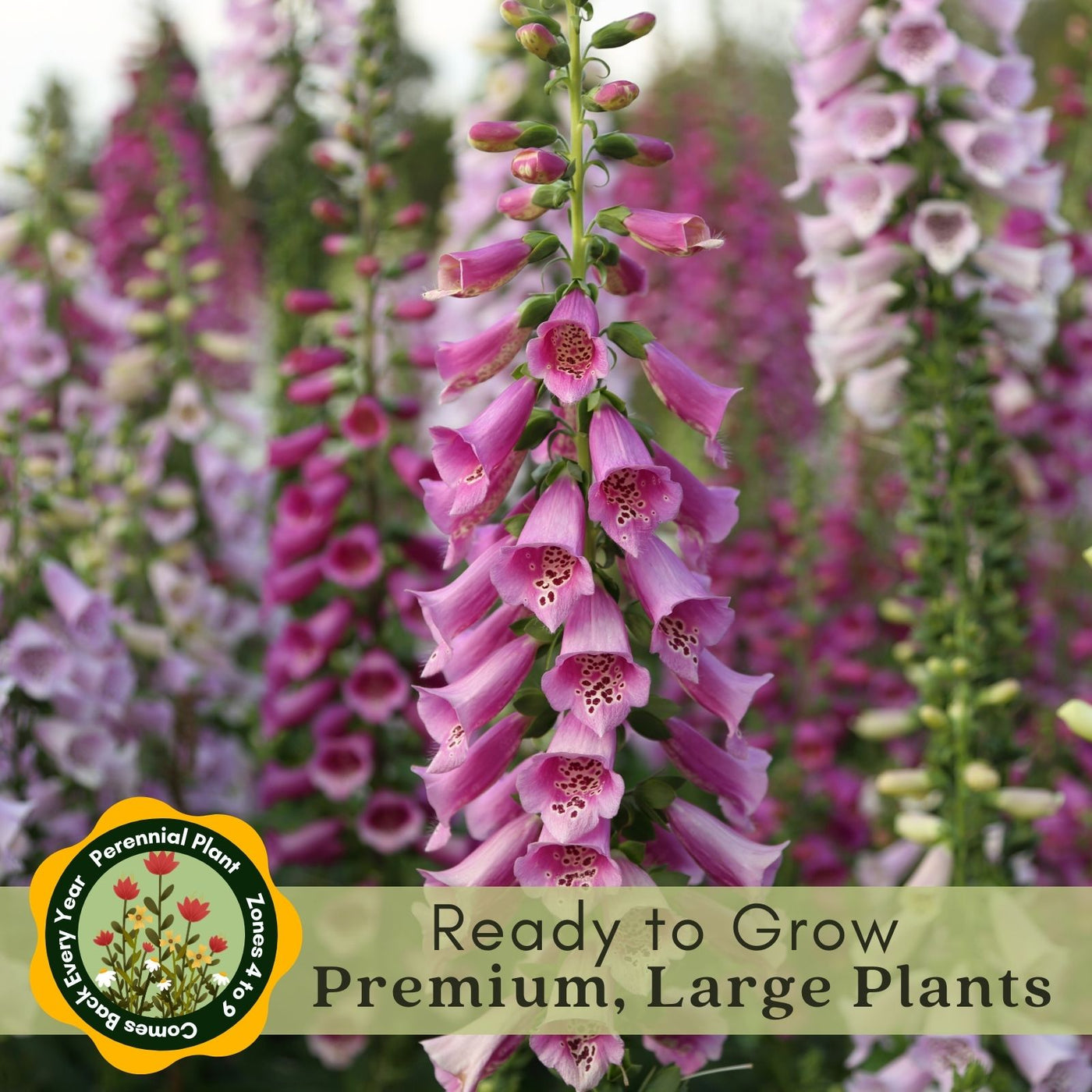 Foxglove (Digitalis purpurea) Camelot Mix | Two Live Perennial Plants ...