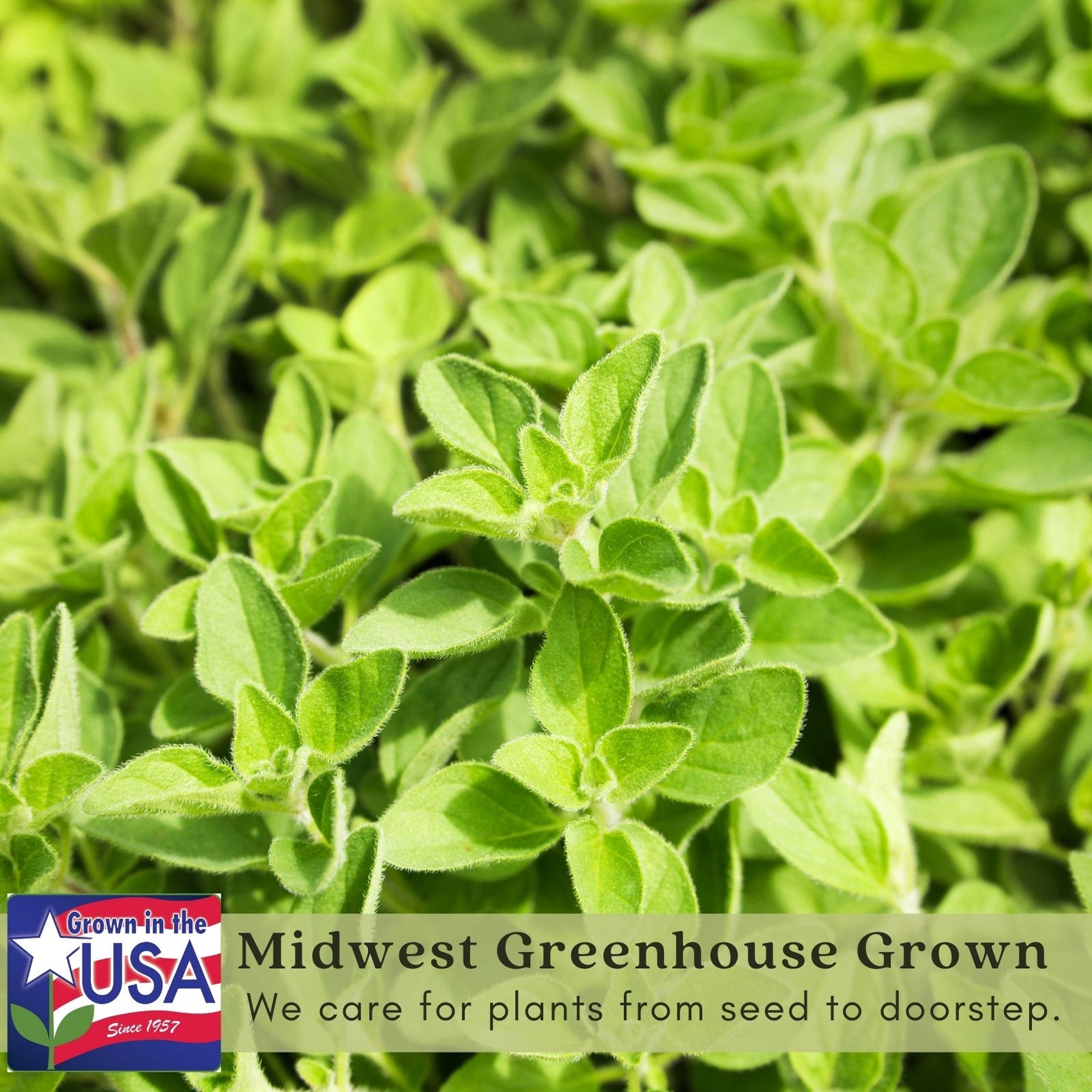 Greek Oregano | Two Live Herb Plants | Non-GMO, Aromatic, Container-Fr ...