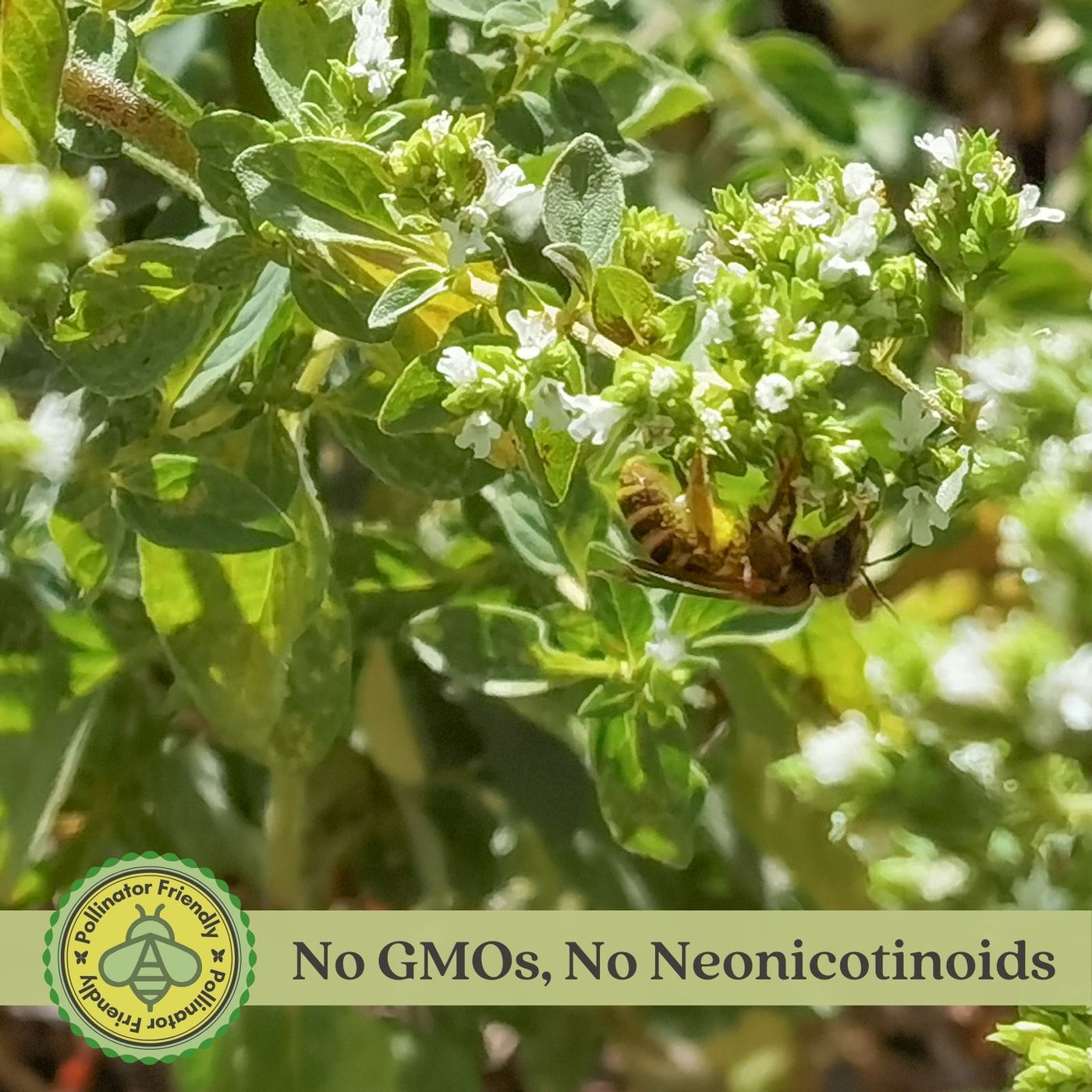 Greek Oregano | Two Live Herb Plants | Non-GMO, Aromatic, Container-Fr ...