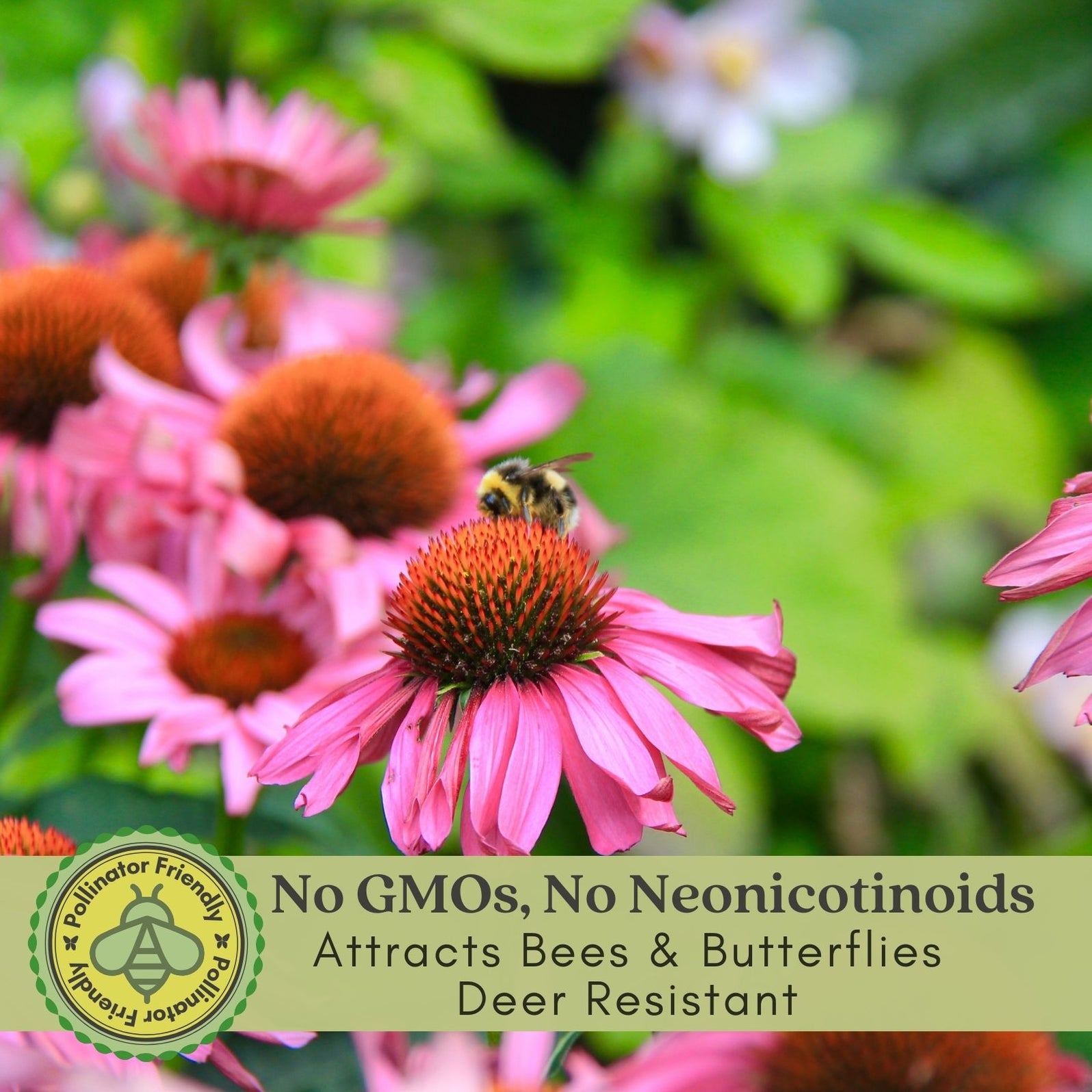 Coneflower (Echinacea) Primadonna Deep Rose | Two Live Plants | Hardy ...