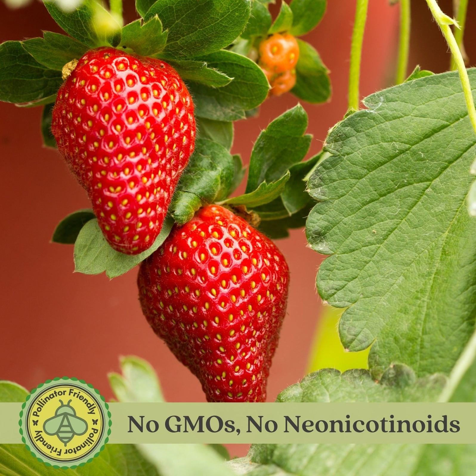 Toscana Strawberry Plant | Two Live Garden Plants | Non-GMO, Day-Neutr ...