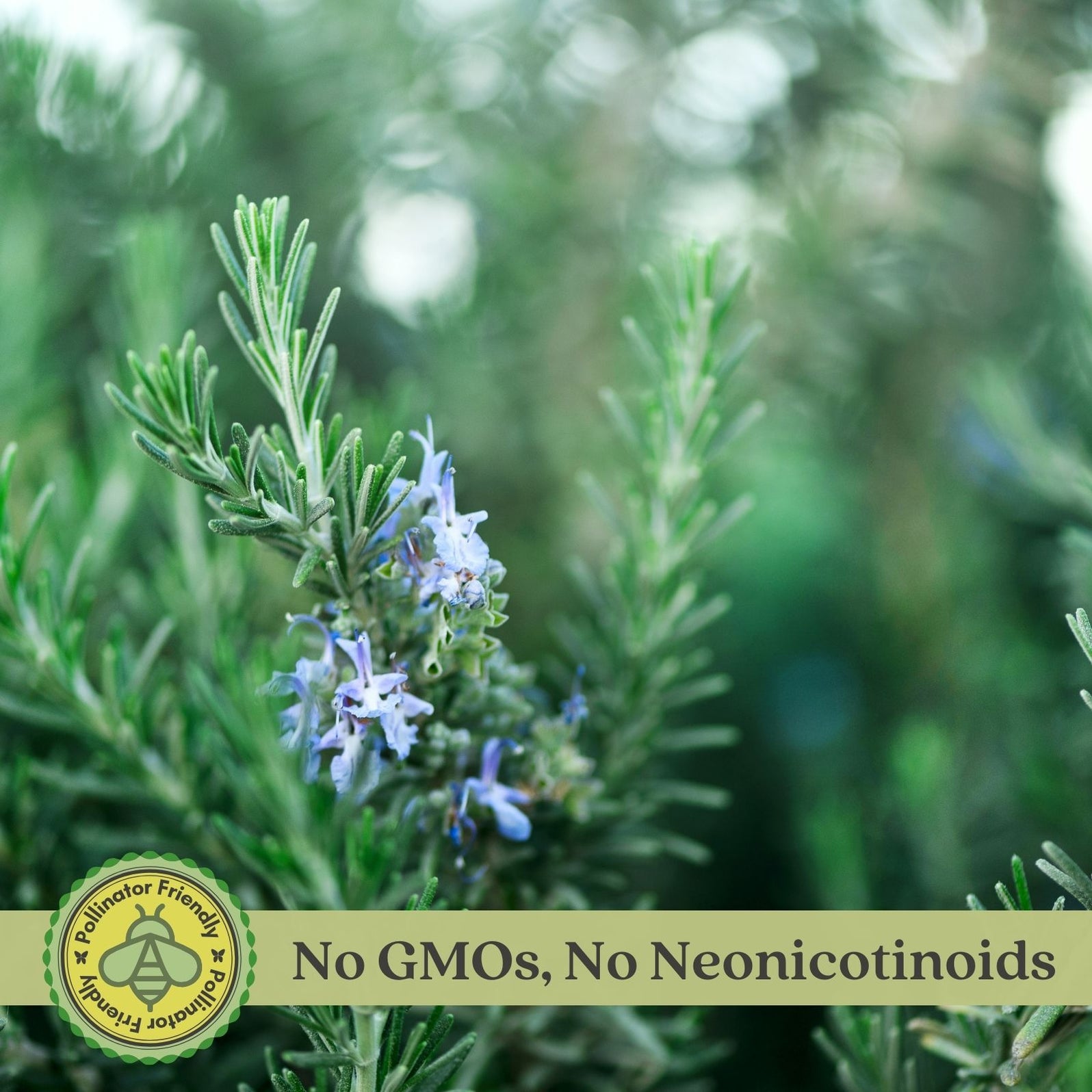 Barbeque Rosemary | Two Live Herb Plants | Non-GMO, Strong Stems, Drie ...