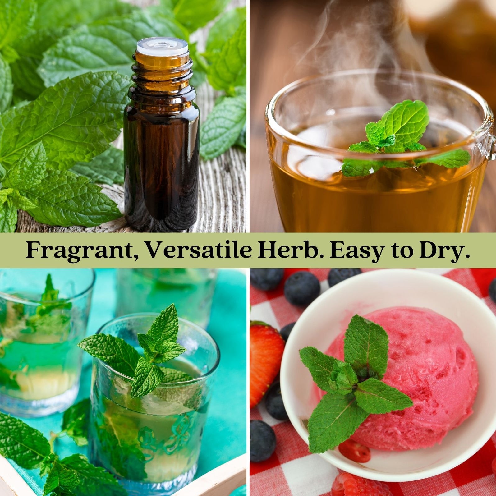 Peppermint Mint | Two Live Herb Plants | Non GMO, Hardy & Perennial to — Clovers Garden