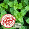 Peppermint Mint | Two Live Herb Plants | Non GMO, Hardy & Perennial to ...