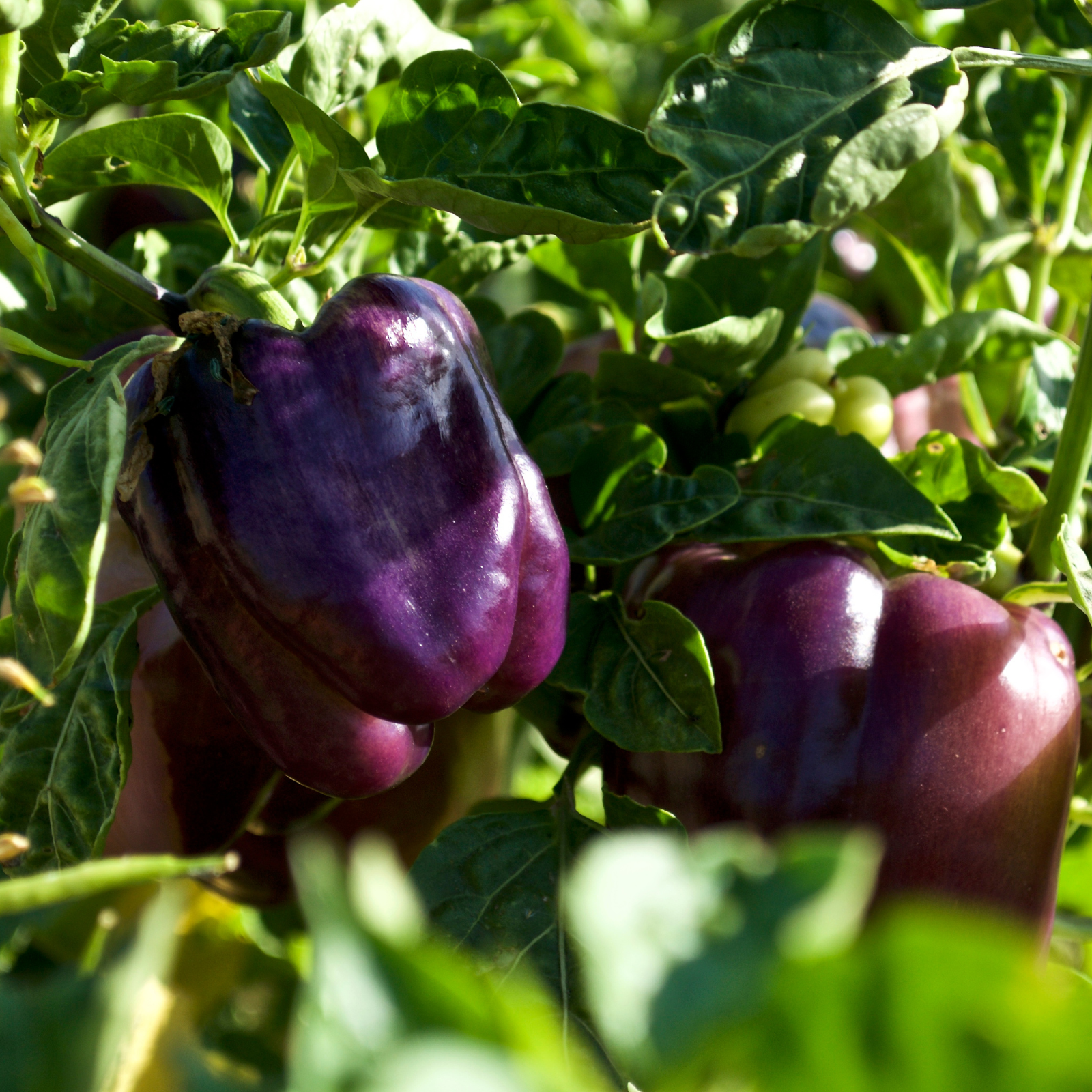 Purple Beauty Bell Pepper Plants | Two Live Plants | Non-GMO | Sweet P ...