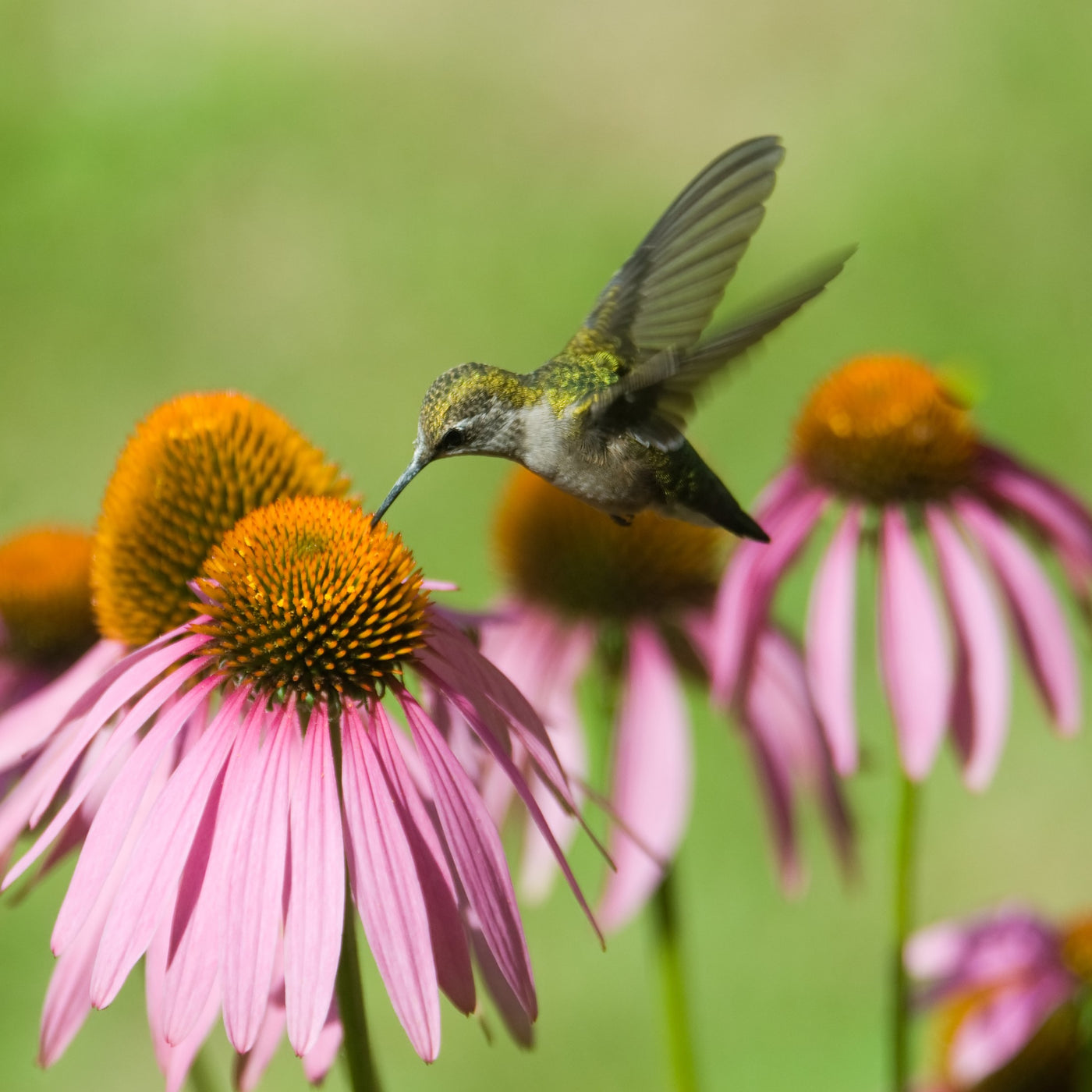 Bird & Pollinator Native Wildflower Seed Mix & Insect House | 13,000 S ...